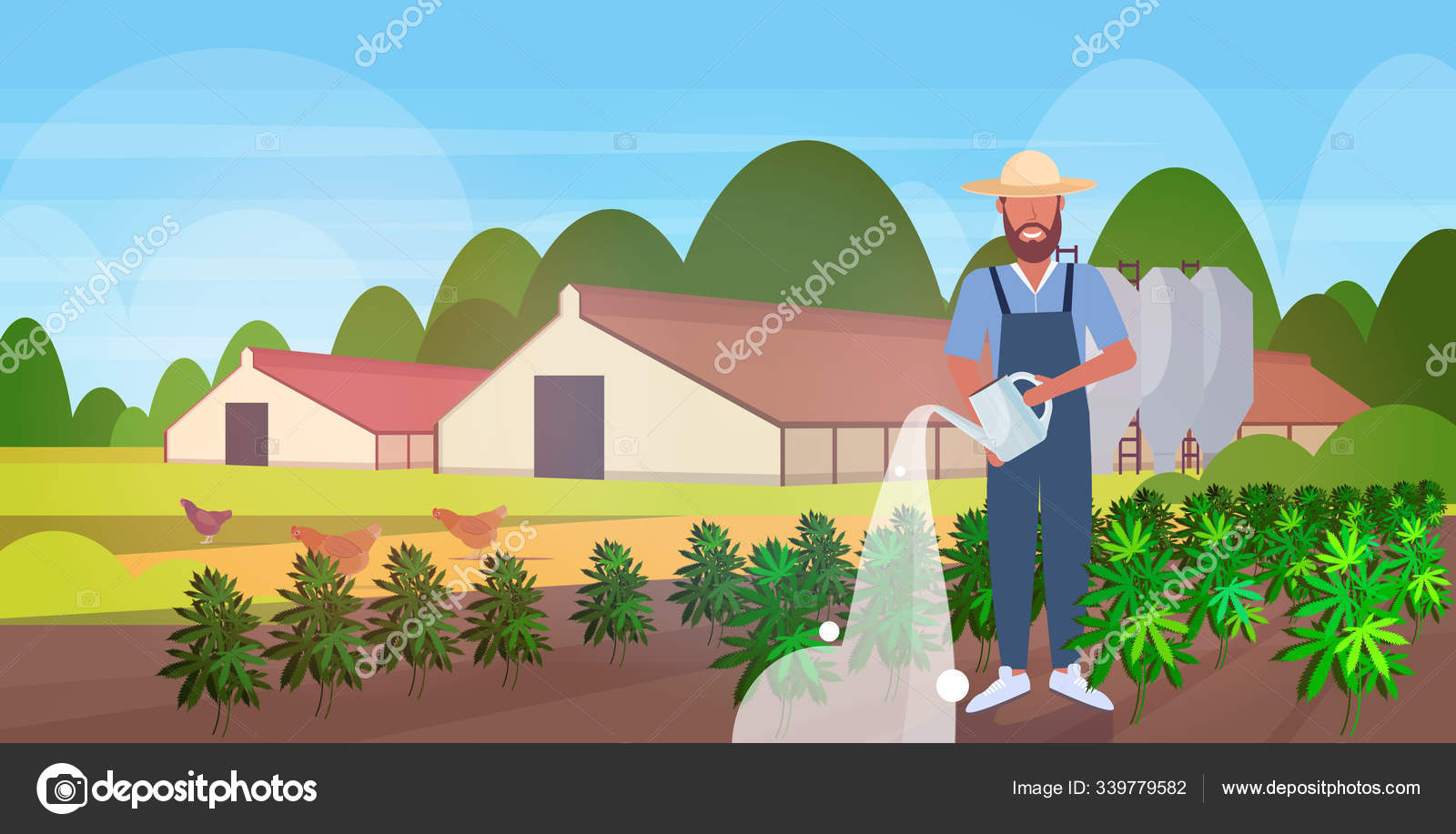 Farmer watering cannabis outdoors industrial hemp plantation growing ...