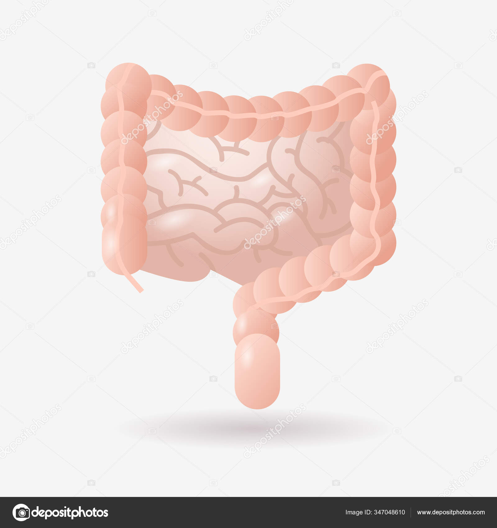 Ihmisen paksusuolen ja ohutsuolen ruoansulatuskanavan ...