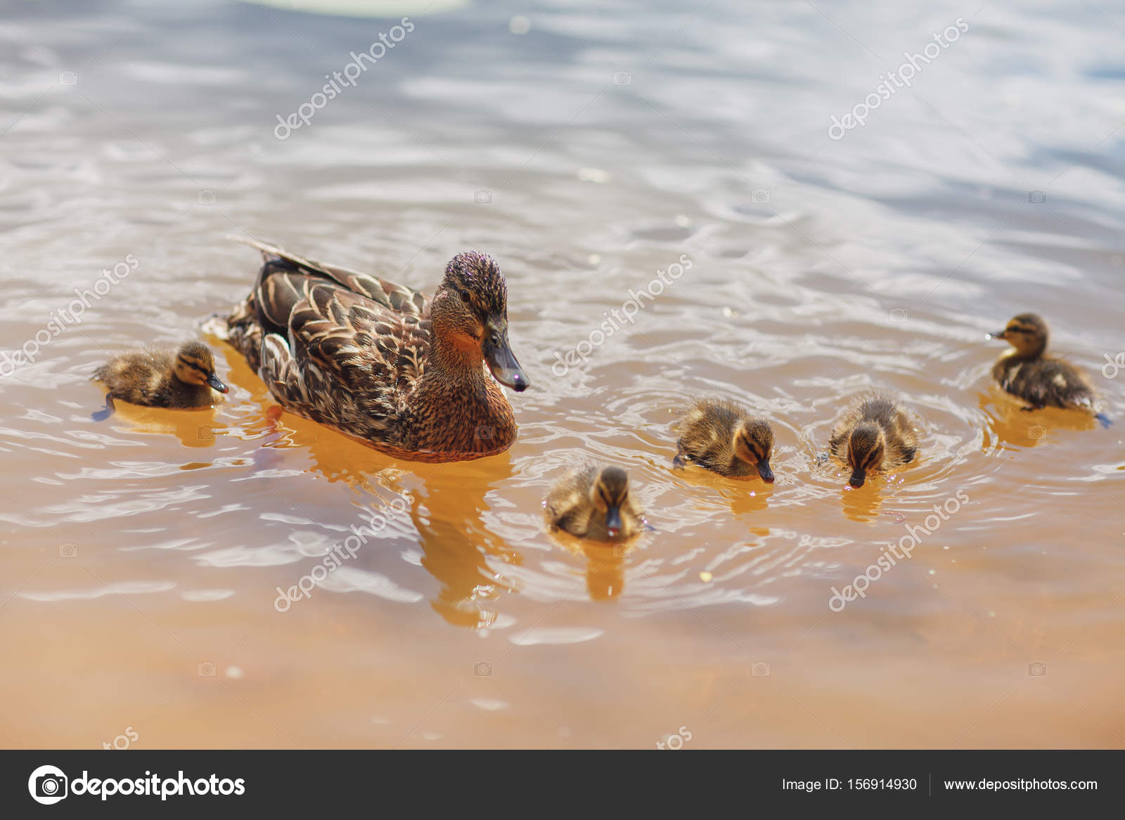 Pato y polluelos patitos nadando en el río — Foto de stock #156914930 ...