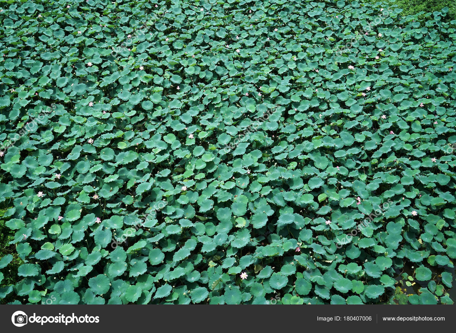 Top View Lotus Leaves Pattern Lake — Stock Photo © firefox #180407006