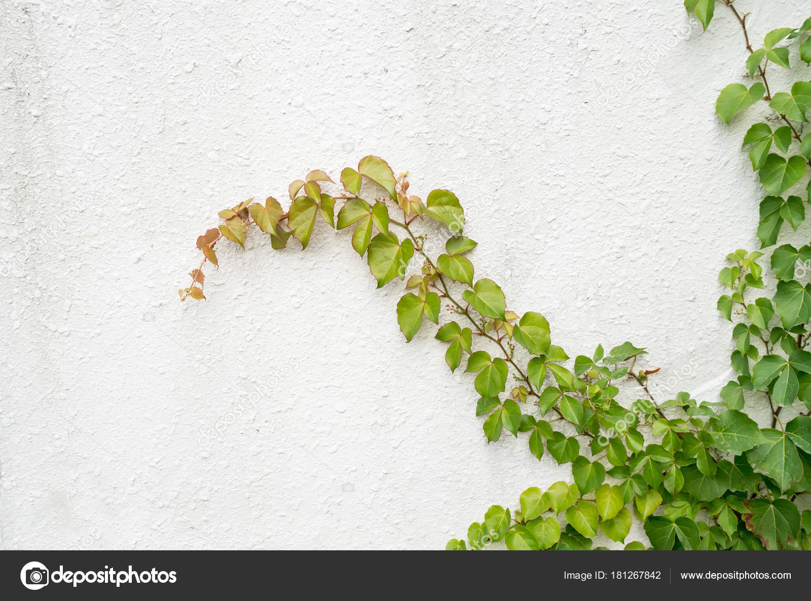 Ivy Leaves Isolated White Background Stock Photo by ©firefox 181267842