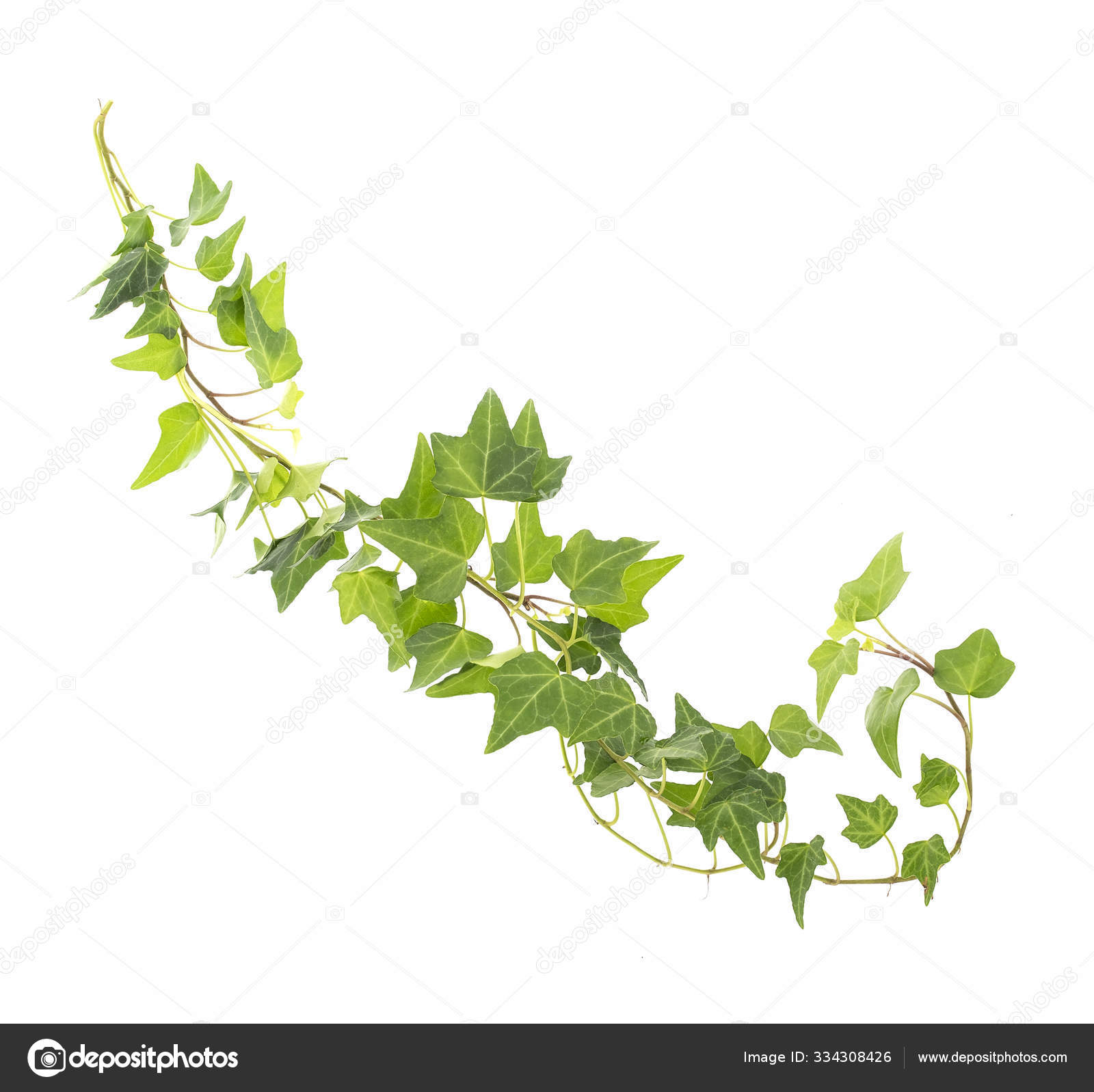 Ivy Isolated White Background — Stock Photo © firefox #334308426