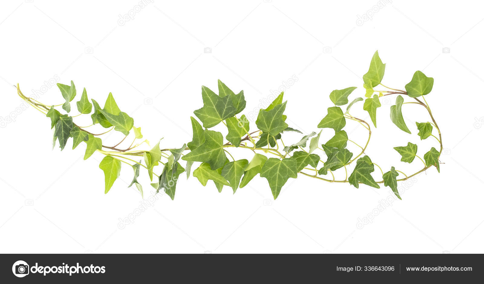 Ivy Isolated White Background Natural Green Texture — Stock Photo ...