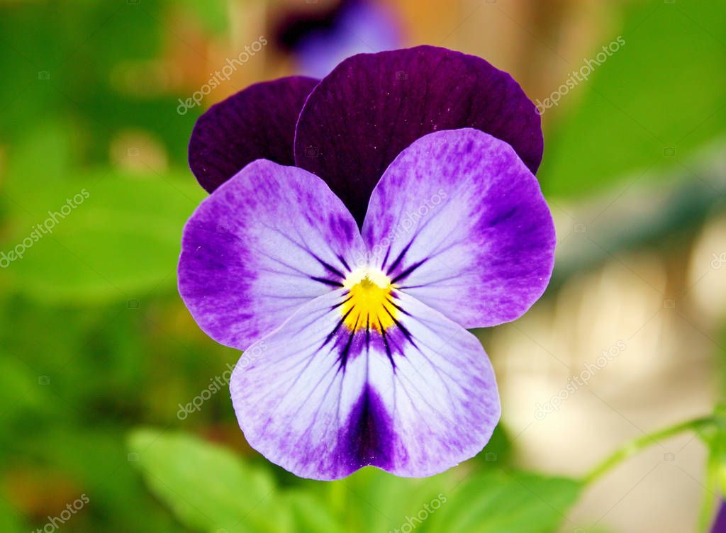 Two-color pansy flower — Stock Photo © Boris15 #150436728 Two-color pansy flower — Stock Photo © Boris15 #150436728