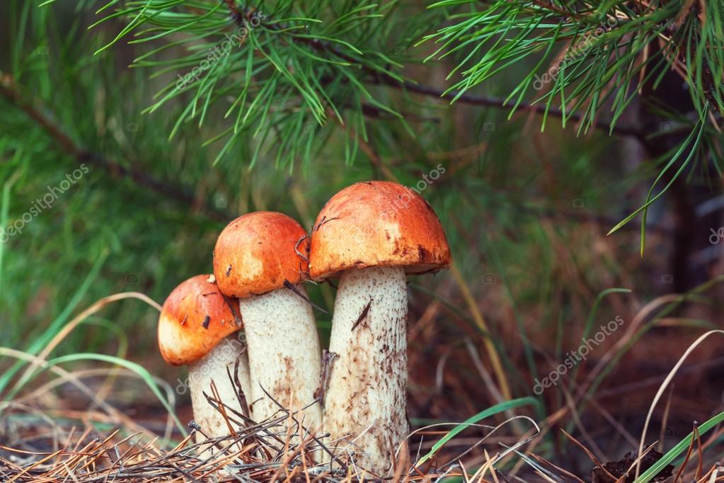 Colorful Real Mushrooms