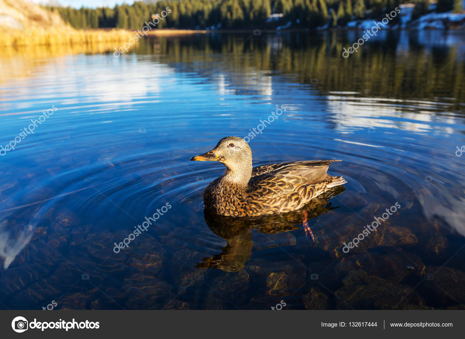 Mallard duck on lake Stock Photo by ©kamchatka 132617444