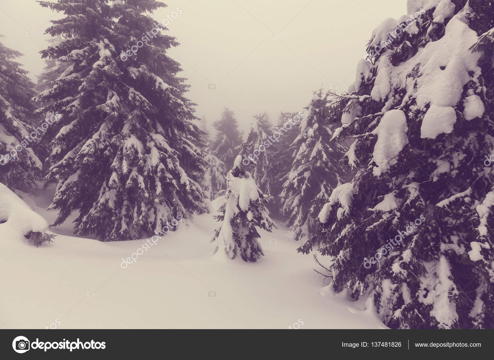 Winter scene forest covered with snow Stock Photo by ©kamchatka 137481826