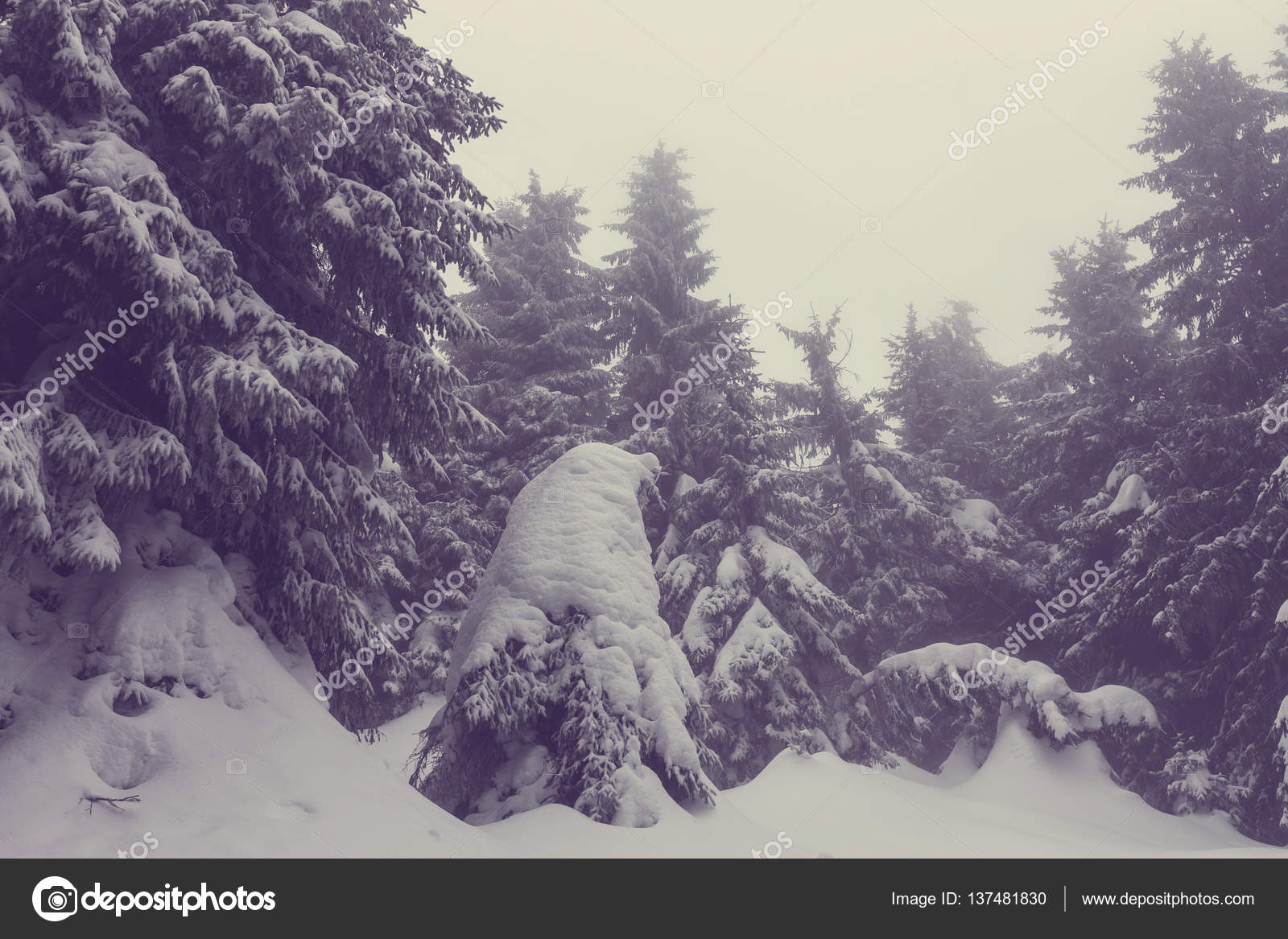 Winter scene forest covered with snow Stock Photo by ©kamchatka 137481830