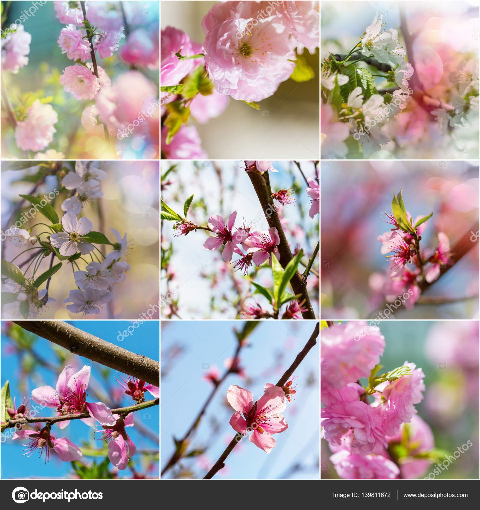Spring flowers collage Stock Photo by ©kamchatka 139811672