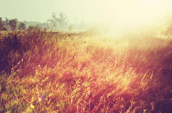 Field sunny Stock Photos, Royalty Free Field sunny Images | Depositphotos