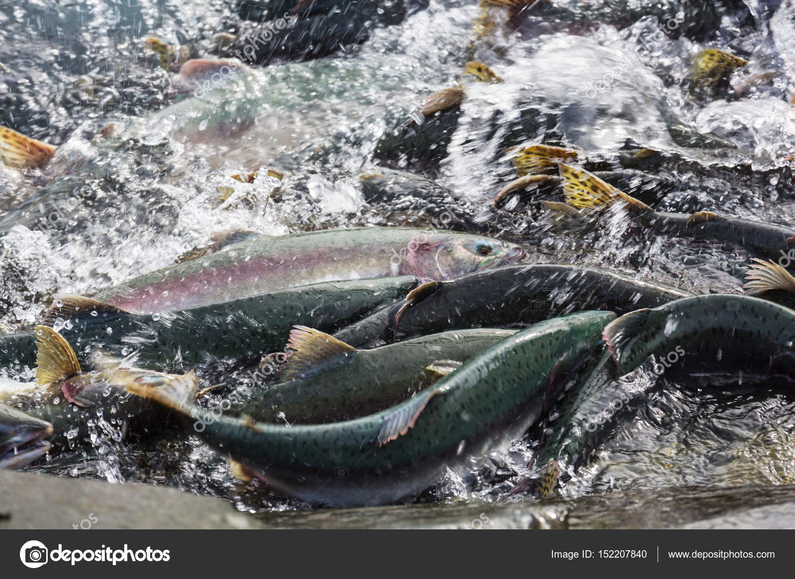 Salmon Swimming In River
