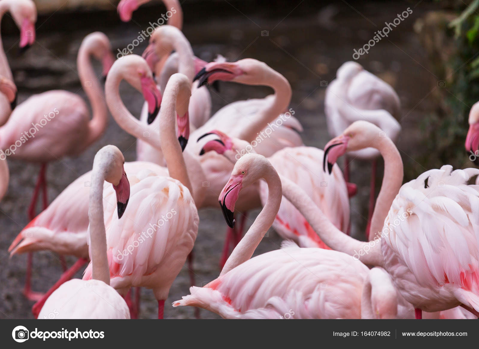Flamingo birds in Peru — Stock Photo © kamchatka #164074982