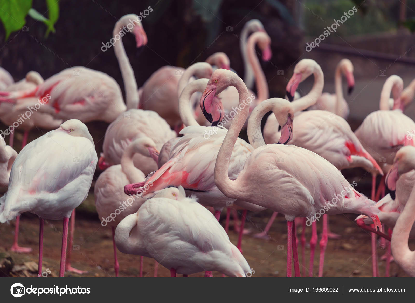 Flamingo Birds Peru — Stock Photo © kamchatka #166609022