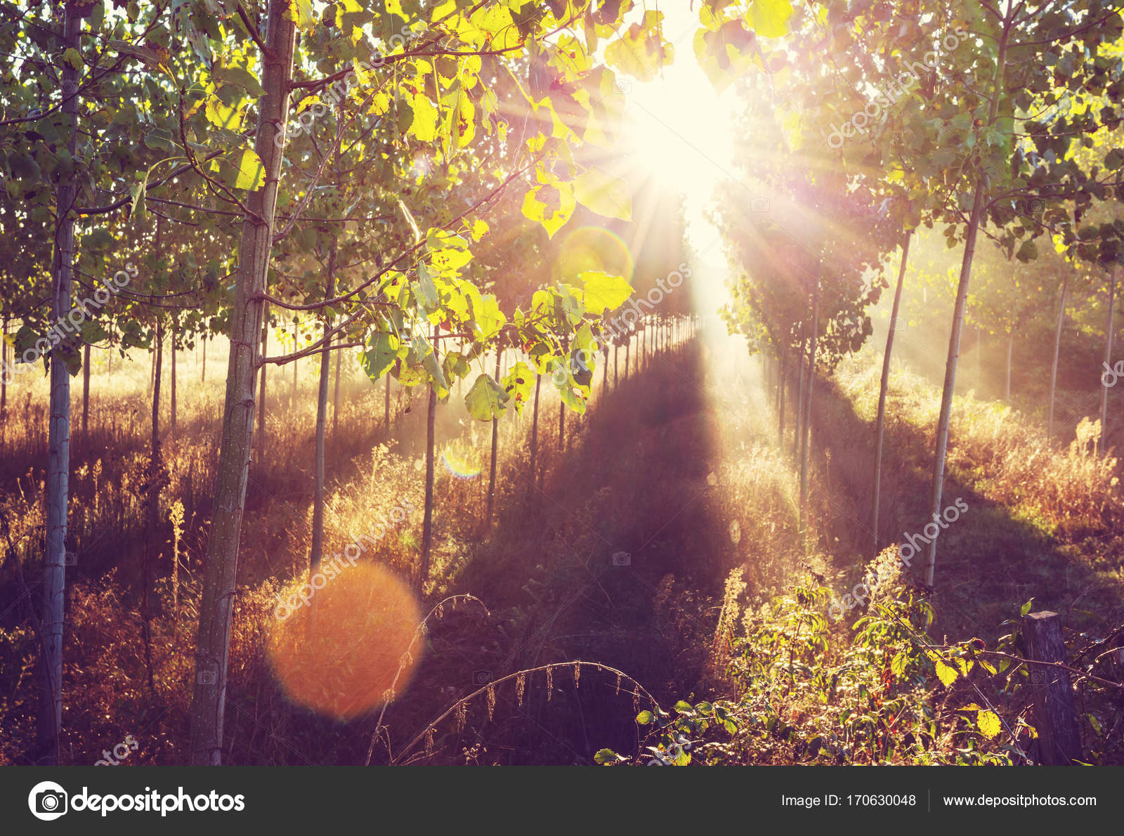 Sunny beams in forest — Stock Photo © kamchatka #170630048