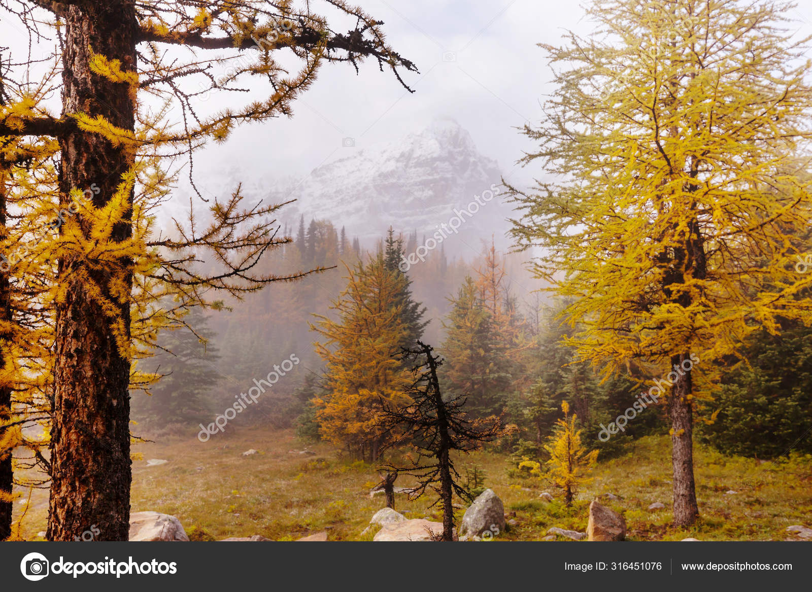 Beautiful Golden Larches Mountains Canada Fall Season — Stock Photo ...