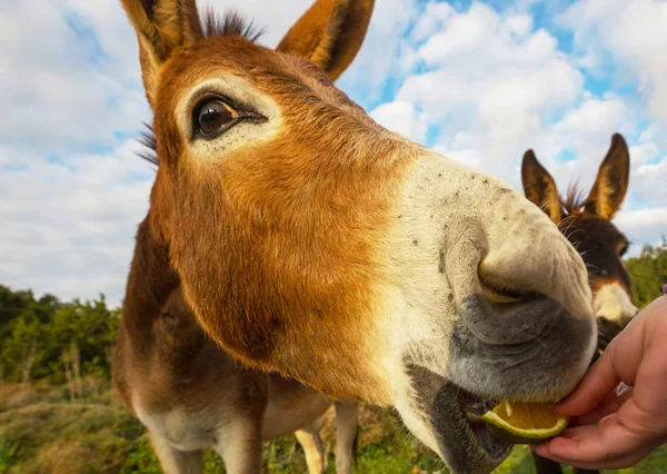 Good donkey Stock Photos, Royalty Free Good donkey Images | Depositphotos®