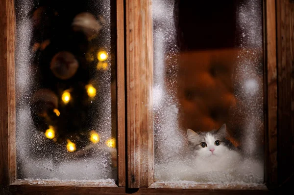 Cat snow window Stock Photos, Royalty Free Cat snow window Images ...