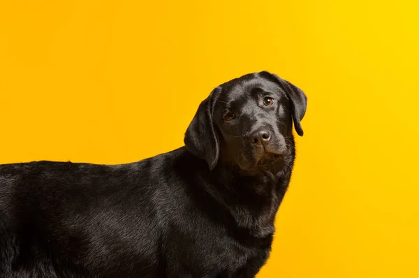 Yellow background dog Stock Photos, Royalty Free Yellow background dog ...