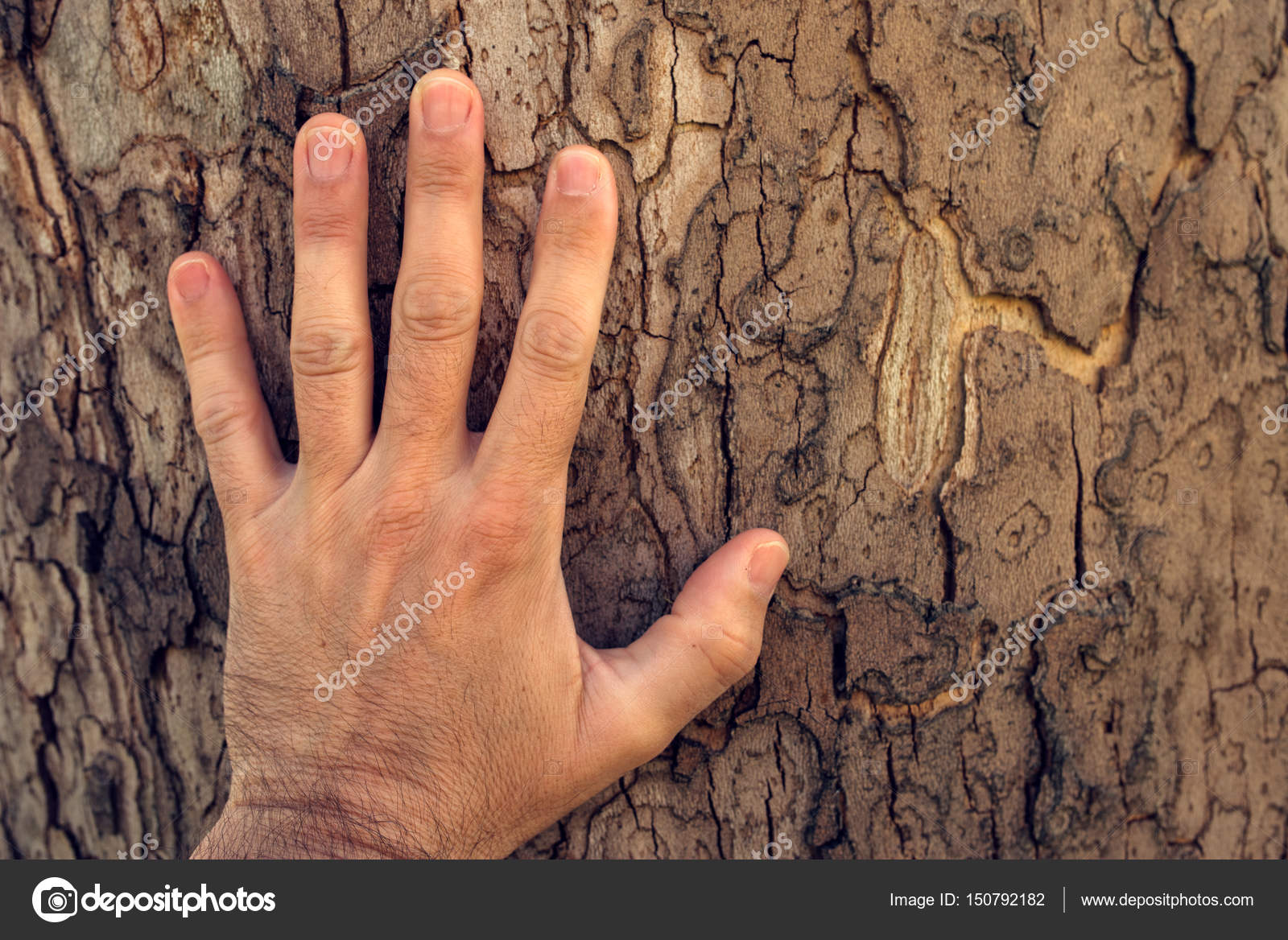 Mano tocando árbol de arce: fotografía de stock © stevanovicigor ...