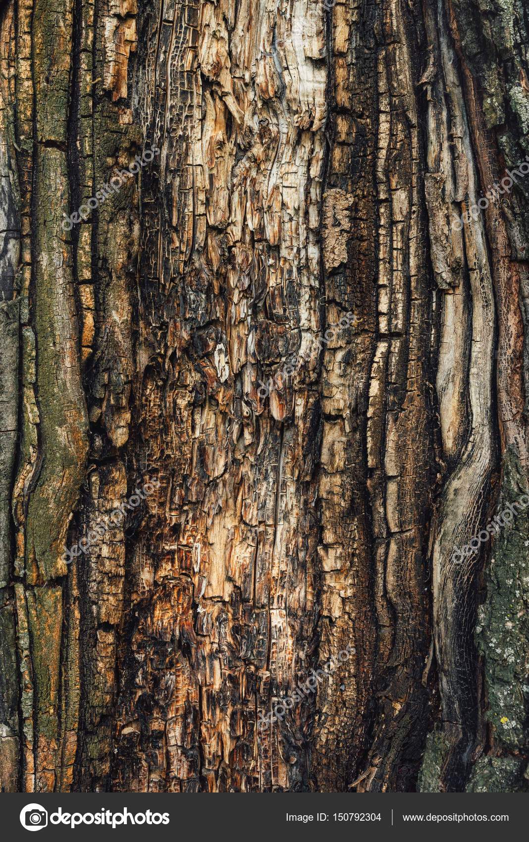 Maple Tree Bark Texture