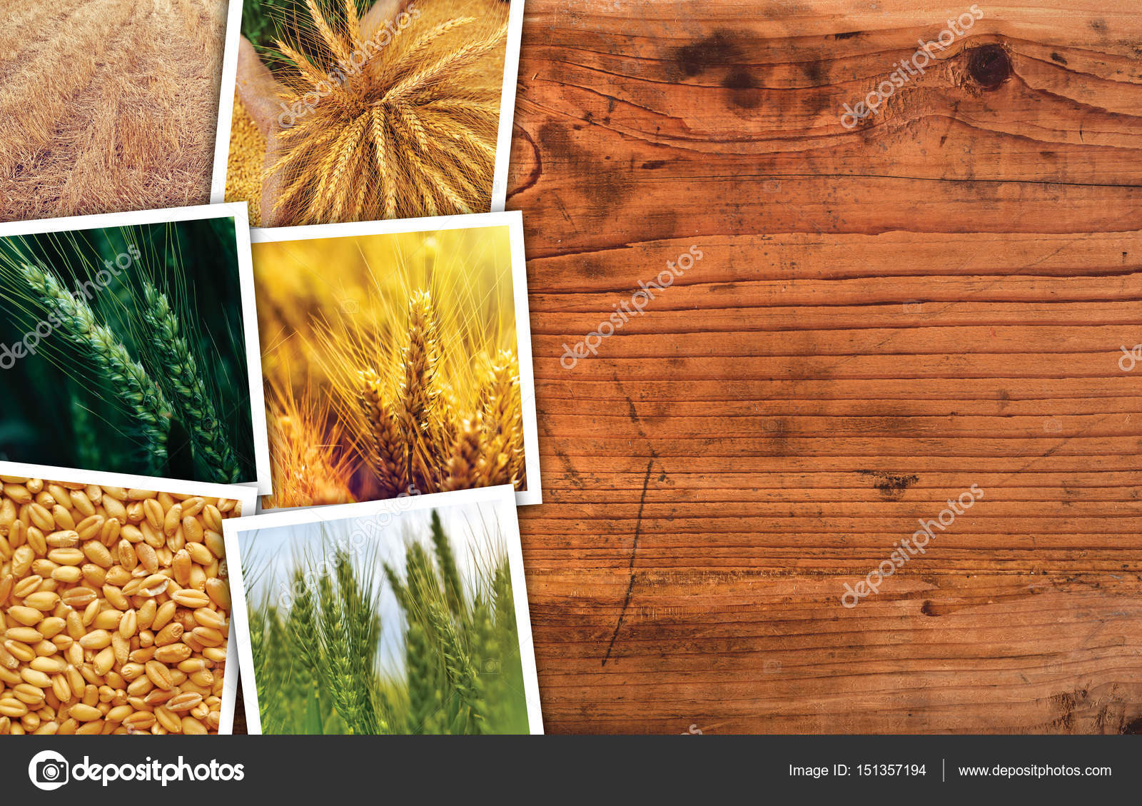 Wheat photo collage — Stock Photo © stevanovicigor #151357194