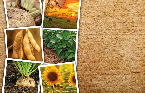 Agriculture collage Stock Photos, Royalty Free Agriculture collage ...
