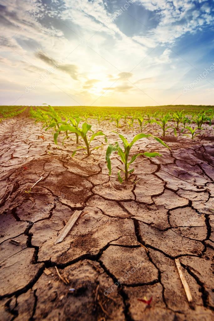 Sequ a en el campo de cultivo de ma z cultivado 2024