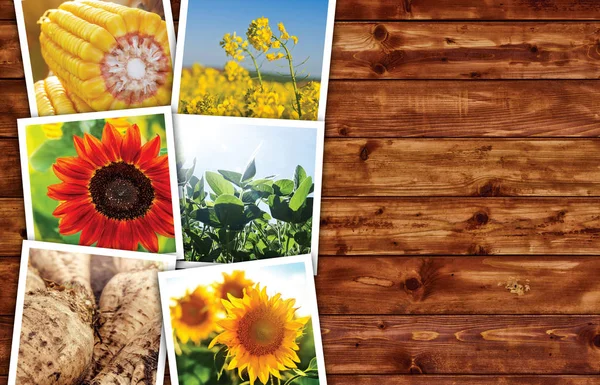 4,406 Common bean Images - Free & Royalty-free Stock Common bean Photos ...