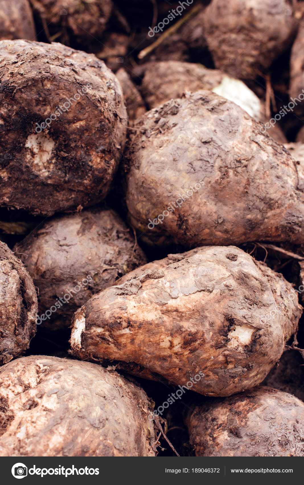 Свекла сахарная стоковое фото ©stevanovicigor 189046372