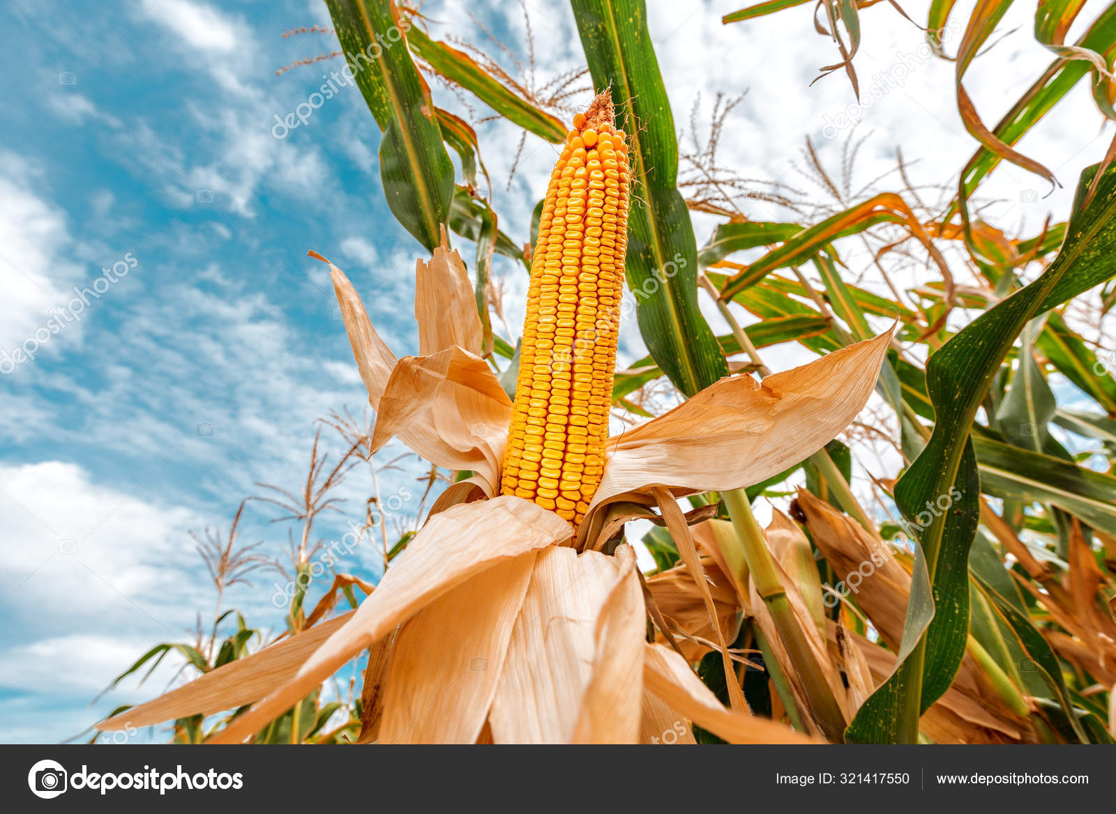 Corn on the cob in field — Stock Photo © stevanovicigor #321417550