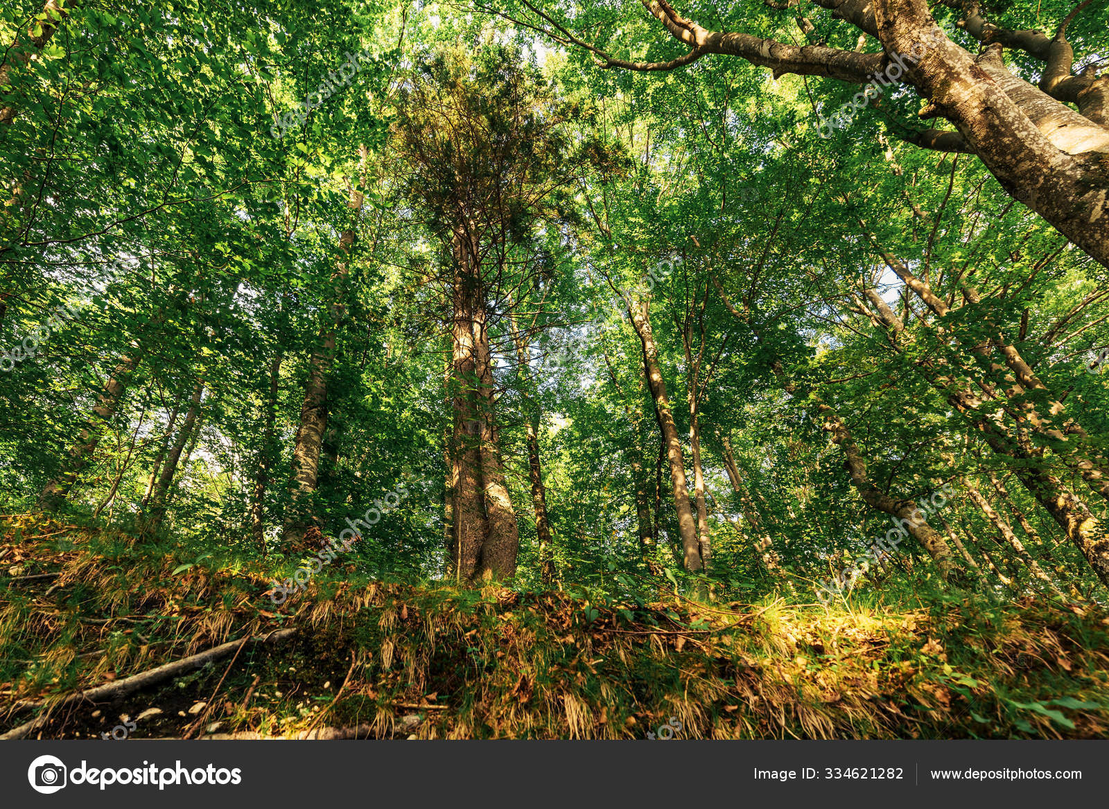Deciduous Forest Summer