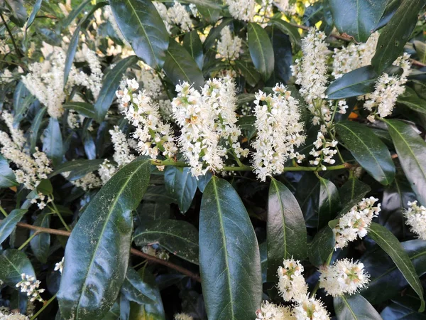 Cherry Laurel Common Laurel English Laurel Flowering — Stock Photo ...