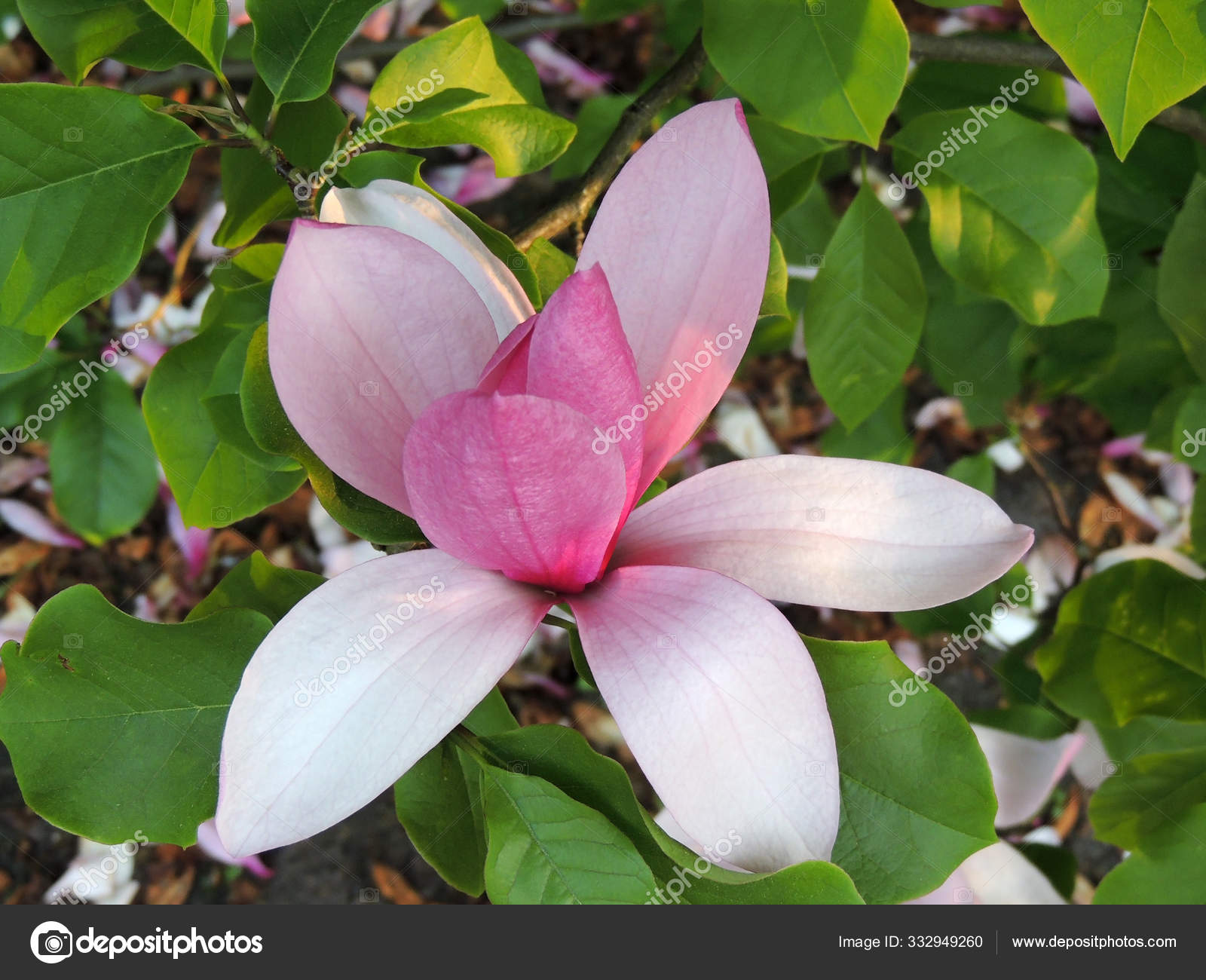 Rose Marie Magnolia Flowering Trees, Magnolia, Trees To, 57% OFF