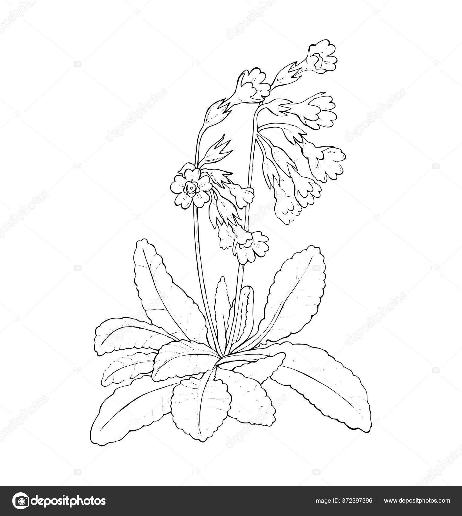 Primrose Flower Line Art White Background Sketch Hand Drawn ...