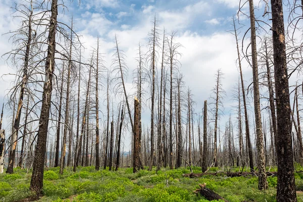 Dead wood Stock Photos, Royalty Free Dead wood Images | Depositphotos