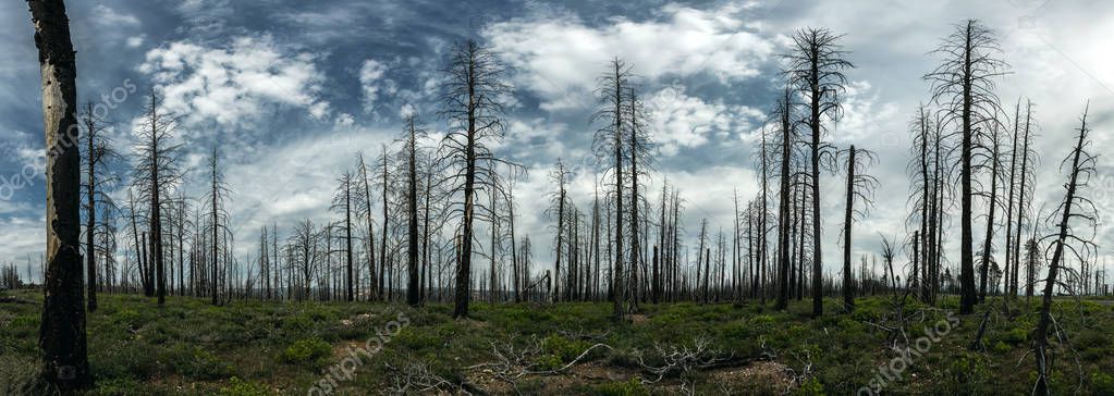 Dead trunks Stock Photos, Royalty Free Dead trunks Images | Depositphotos