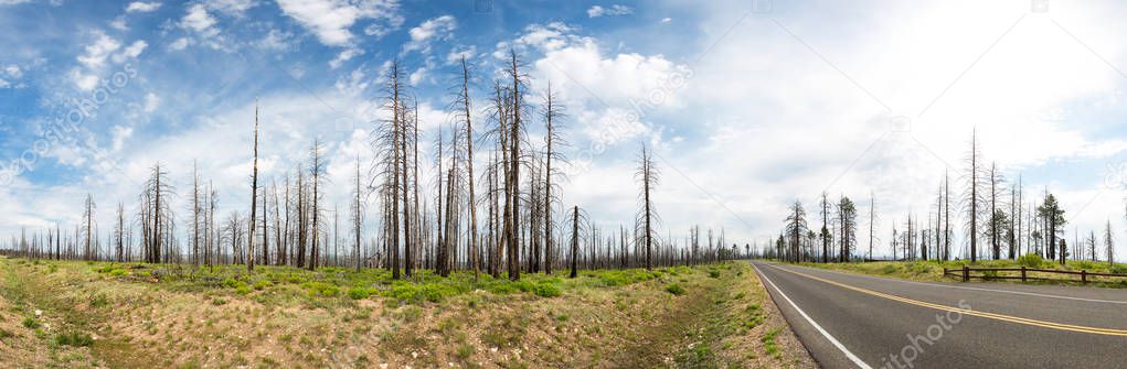 Dead trees Stock Photos & Royalty-Free Images | Depositphotos