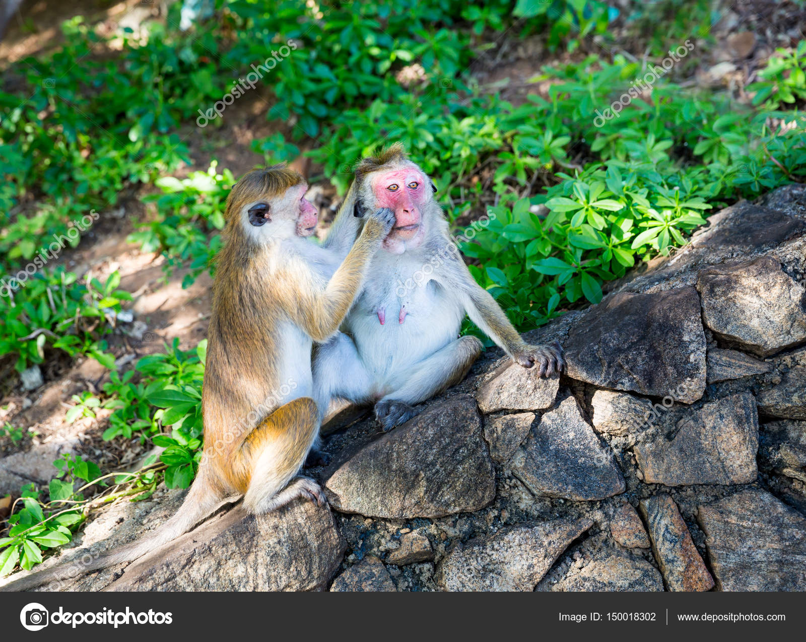 Monos lindos en Sri Lanka: fotografía de stock © Nomadsoul1 #150018302 ...
