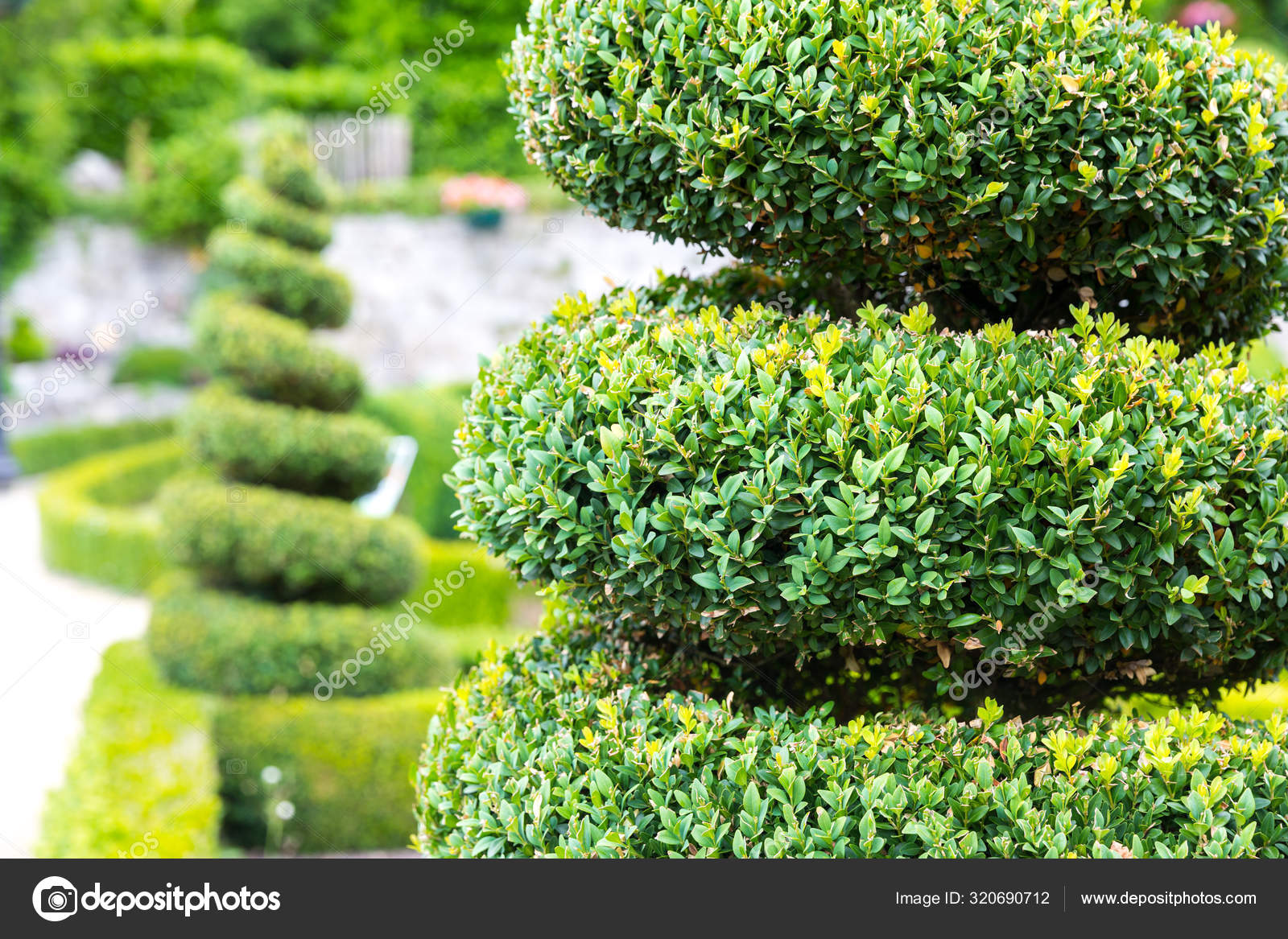 Figure Shape Abstract Swirl Bushes Summer Park Europe Professional ...