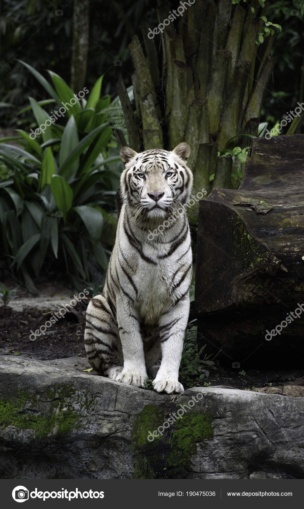 Tigre De Bengala Blanco Comiendo