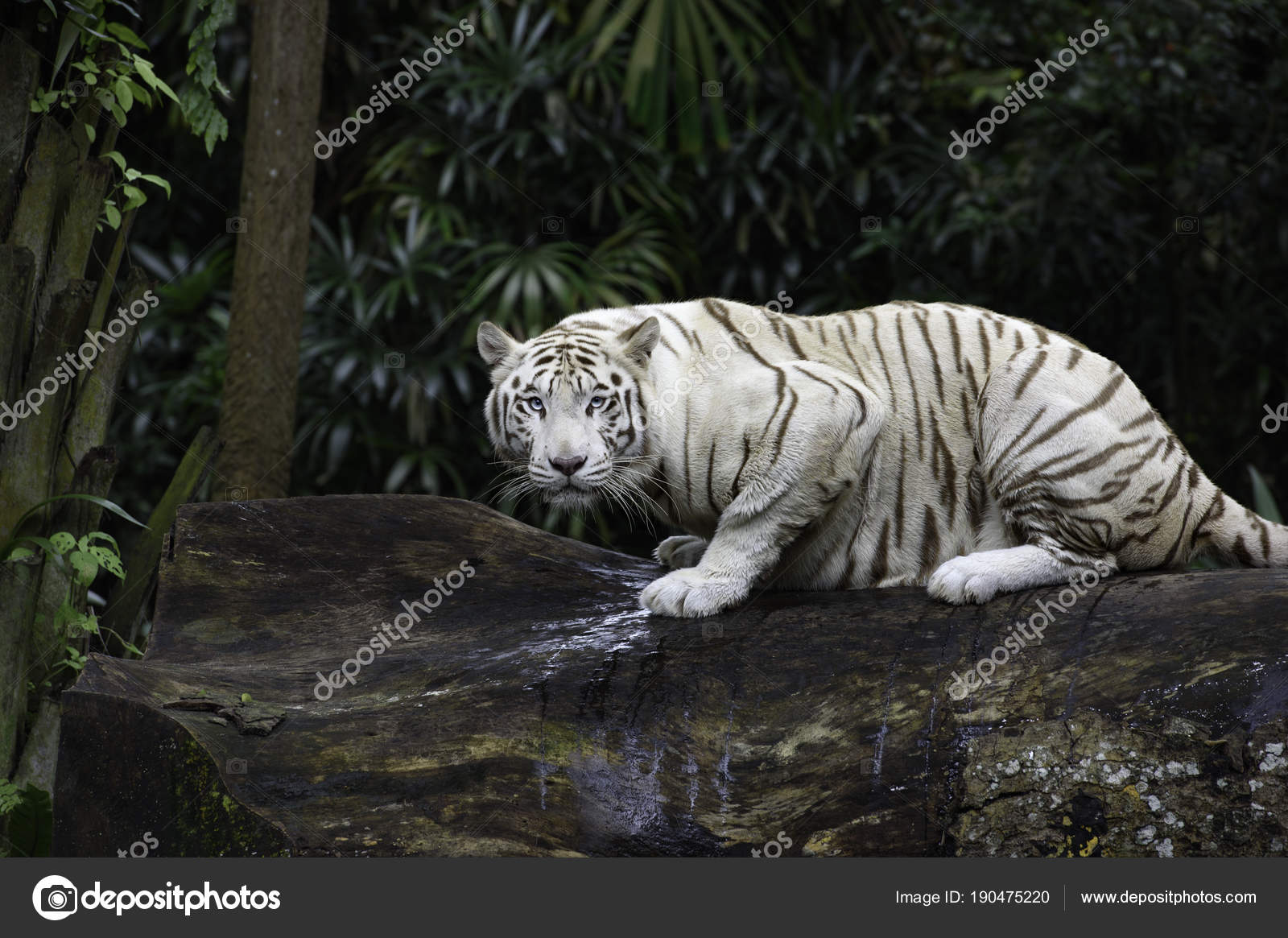 Hvit Tiger I Jungelen Photo Wallpaper | Shop Wallpaper With Tigers