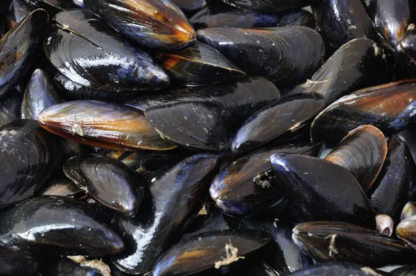 Mussel shells Stock Photo by ©rixipix 2263079
