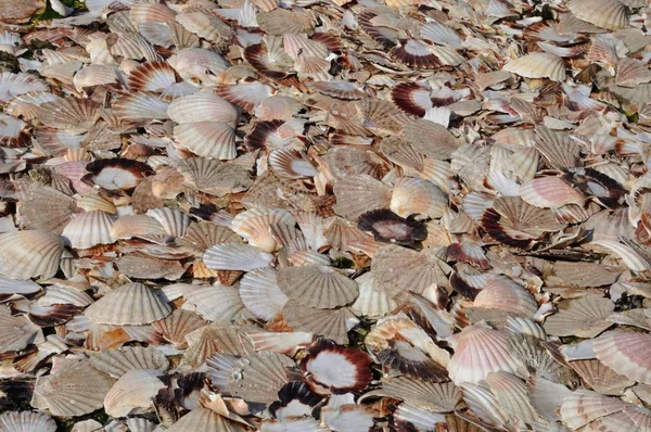 Scallops shells background in Brittany - Stock Image - Everypixel