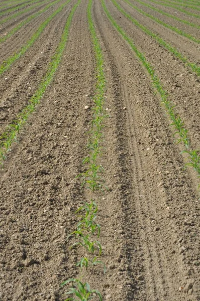Corn field in Spring in Brittany - Stock Image - Everypixel