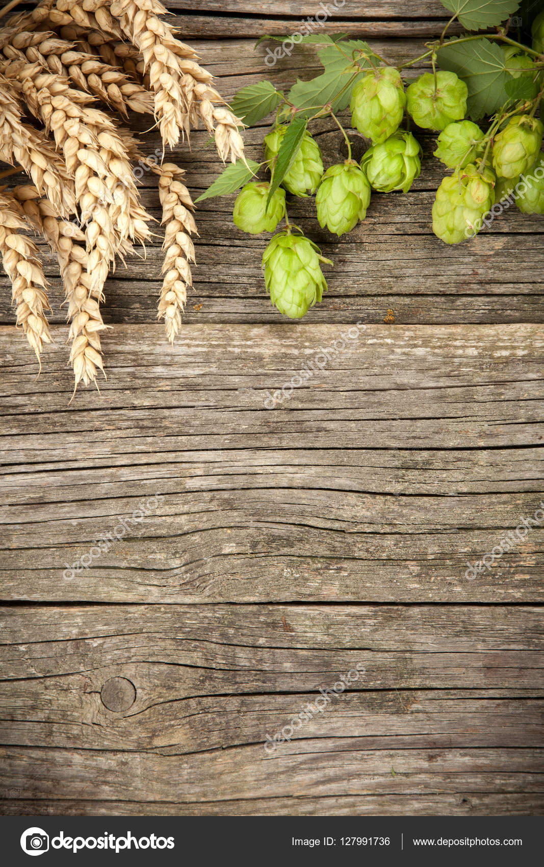 Malt and hops Stock Photo by ©gdolgikh 127991736