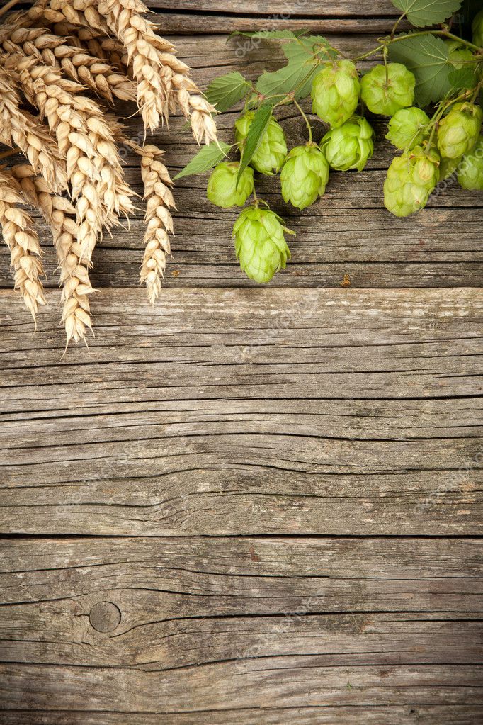 Malt and hops Stock Photo by ©gdolgikh 127991736