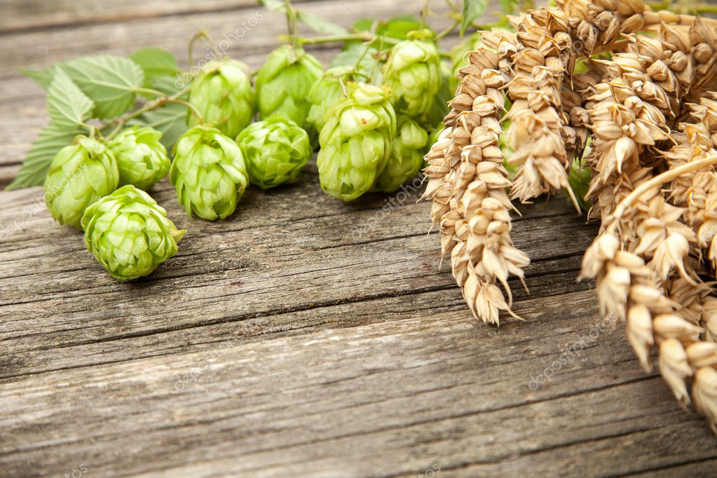 Malt and hops — Stock Photo © gdolgikh #127996236