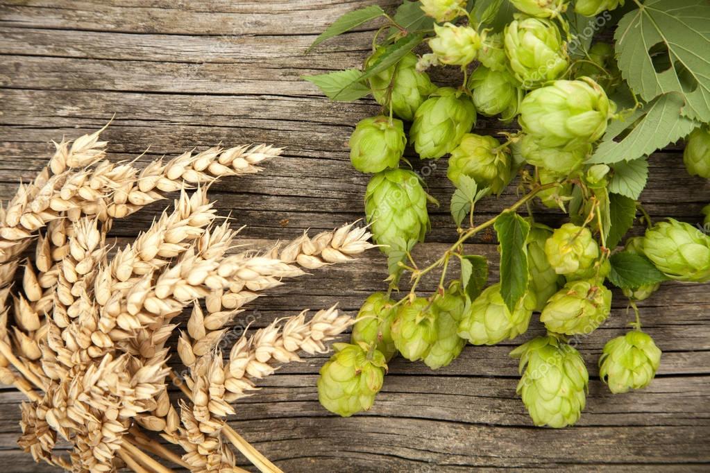 Malt and hops Stock Photo by ©gdolgikh 129980296