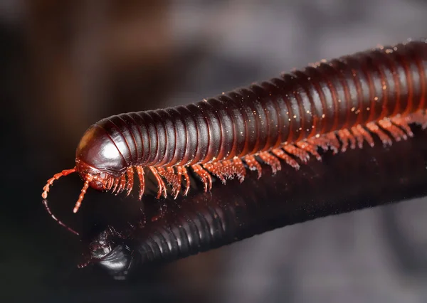 California worm Stock Photos, Royalty Free California worm Images ...