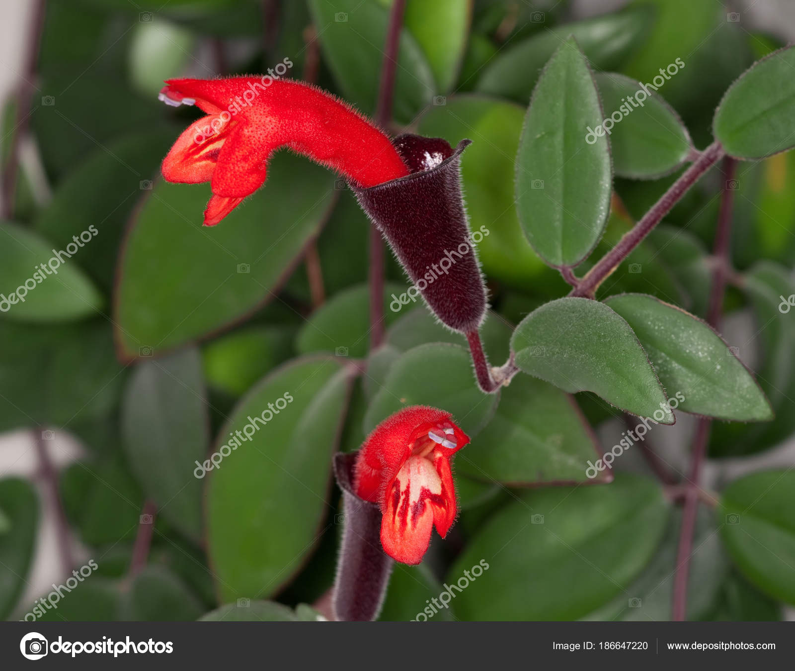 Plante rouge à lèvres image libre de droit par BoValentino © #186647220